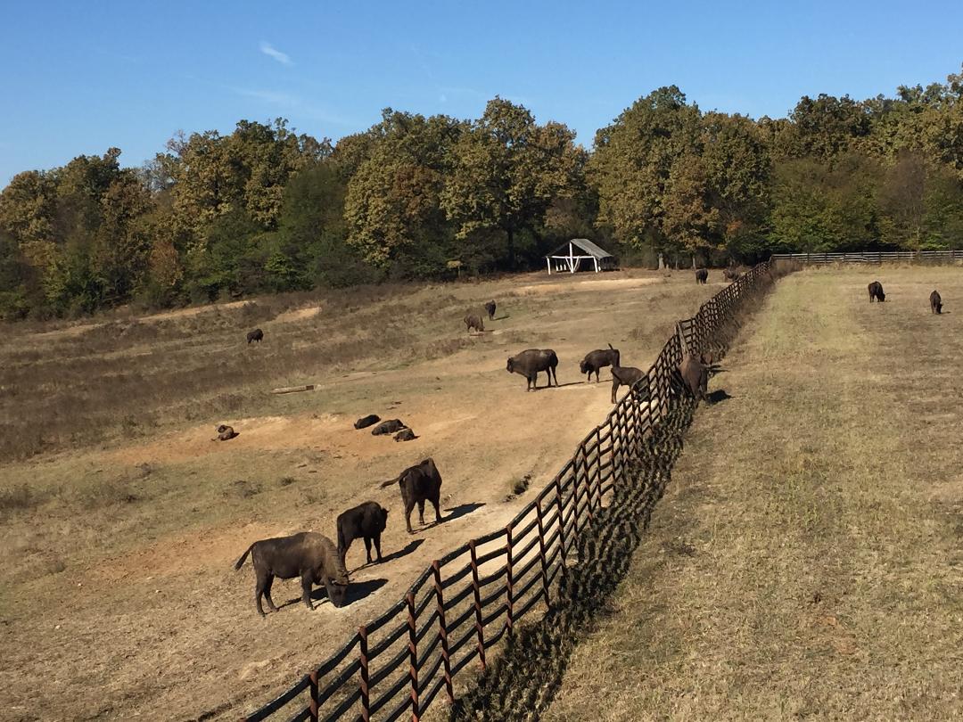 Rezervatia de zimbri Neagra - Din Cartier